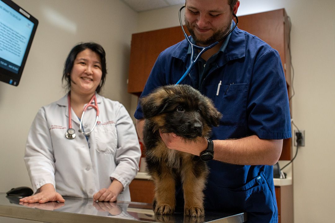 SGU Doctor of Veterinary Medicine | AVMA-Accredited Program