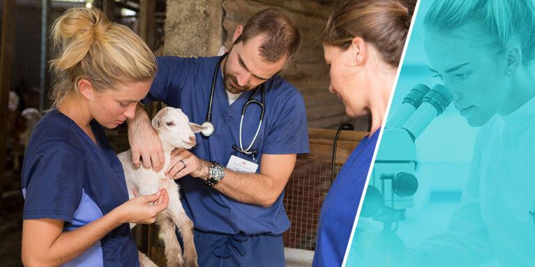 Breaking Down Veterinary Education Requirements - St. George’s University