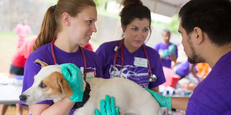 How to Become a Veterinarian: Your 8-Step Guide - St. George’s University