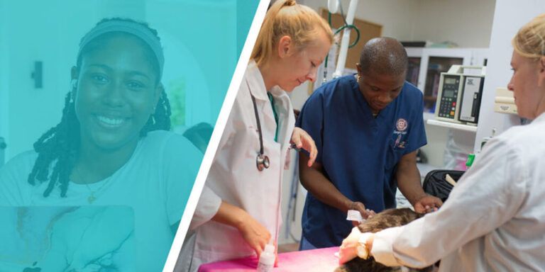 What Is Vet School Like? A Day in the Life of a DVM Student - St ...
