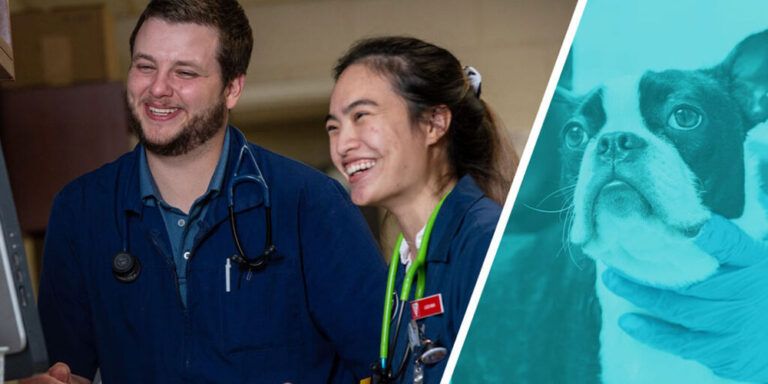 4 Skills Needed to Be a Veterinarian - St. George’s University