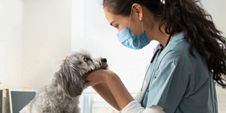 How Long Is Vet School? A Closer Look at Veterinary Training - St ...