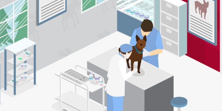 How to Become a Vet in Canada: Your Ultimate Outline - St. George’s ...